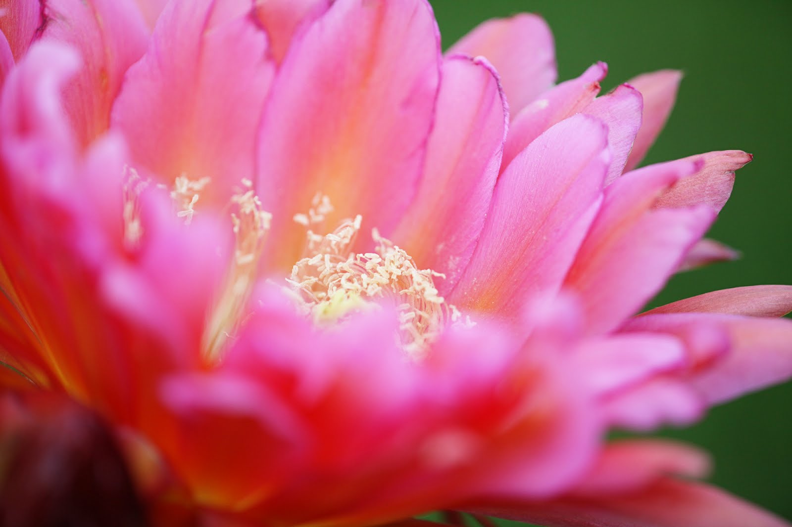 among the saguaros: the desert blooms...