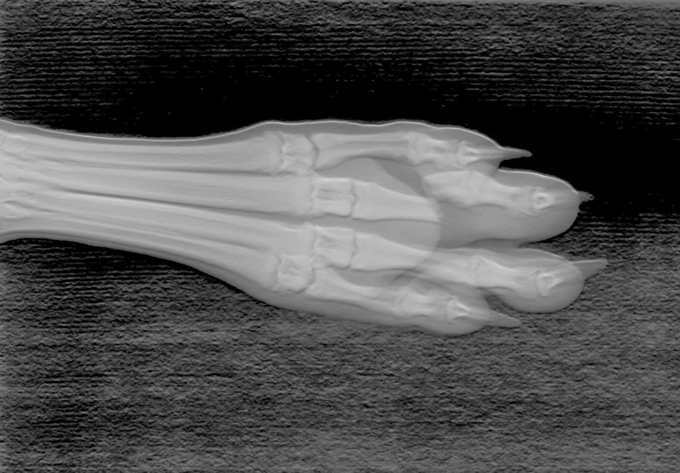 El blog del PERRO BUENO: diciembre 2013