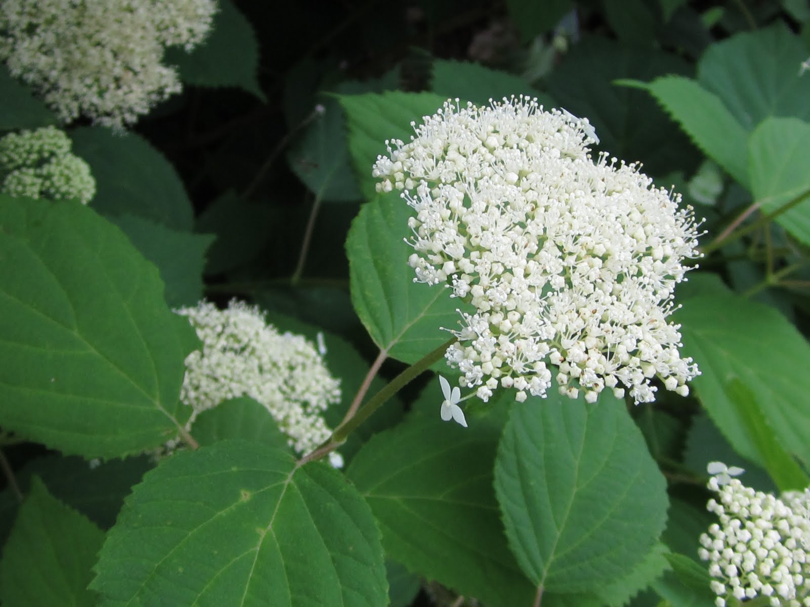 Watauga County Cooperative Extension Center: What's Blooming?