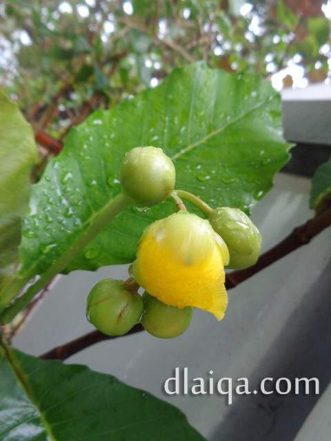 d'Laiqa Arena: Simpur Air (Simpor Bini)