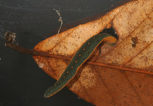 Compañeros de viaje: Sanguijuela de agua dulce (Macrobdella decora)