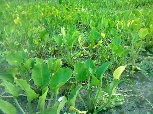Budidaya SAYURAN GENJER Dengan Mudah di Sawah - Guru Ilmuan