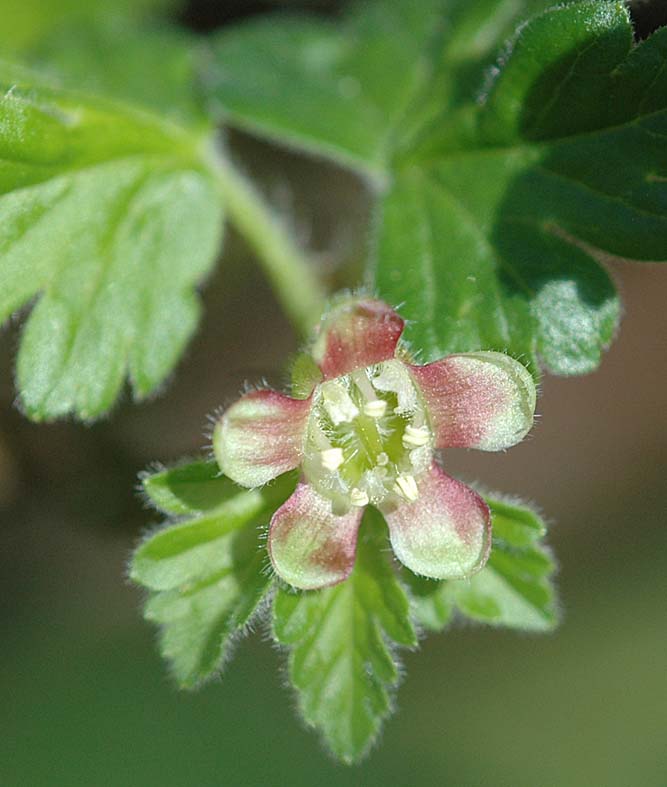 Insnared with Flowers..............: Gooseberry Pollination