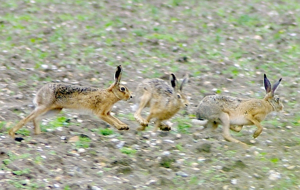 Birds of the Heath: Mammals (Updated)