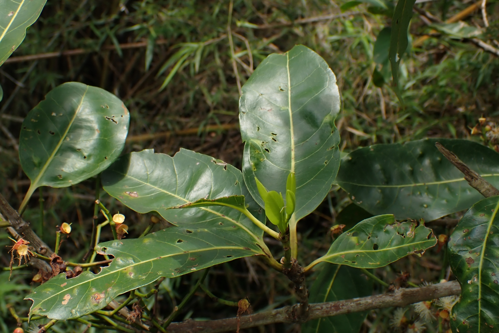 Cleistocalyx operculatus (Roxb.) Merr. et Perry 水翁