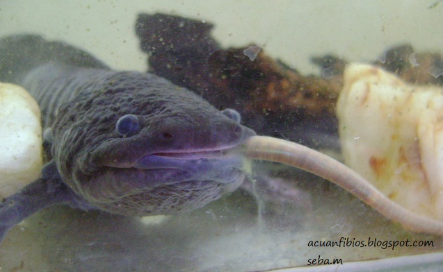 todo el hobby sobre acuarismo y anfibios: Axolote o Ambystoma Mexicanus