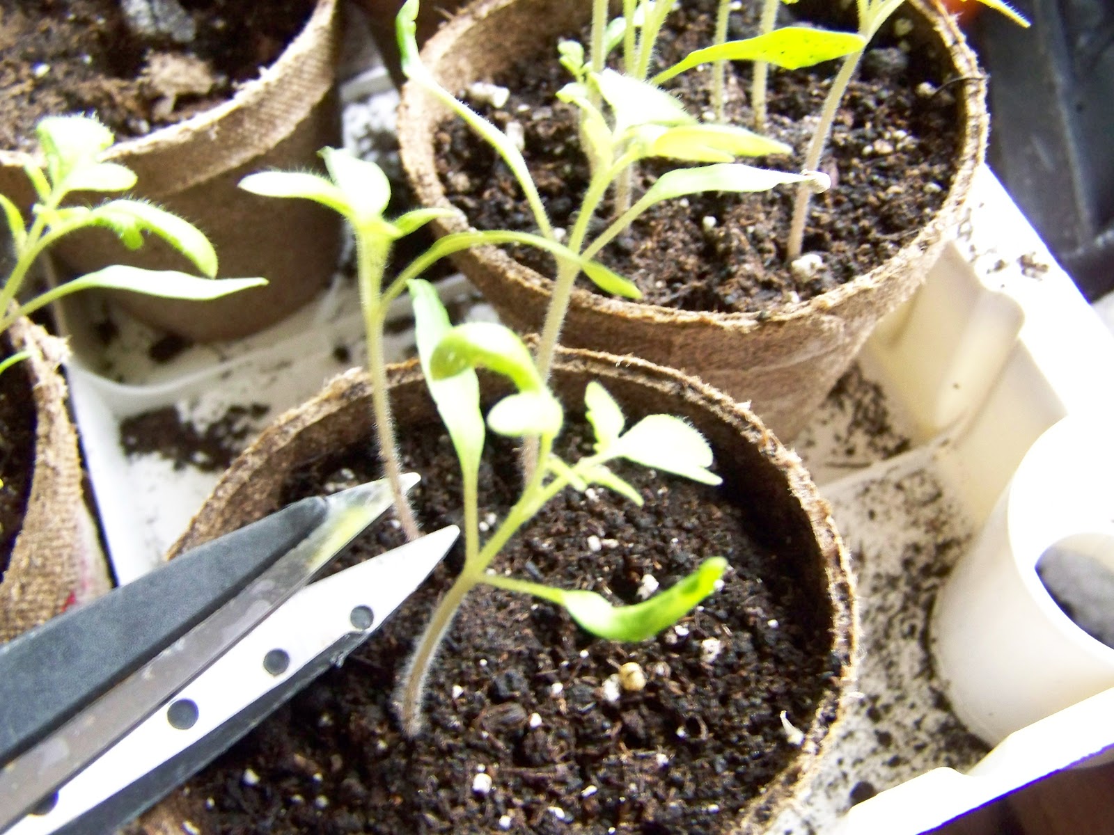 Poppy Juice How To Thin Tomato Seedlings Without Stressing Them Out