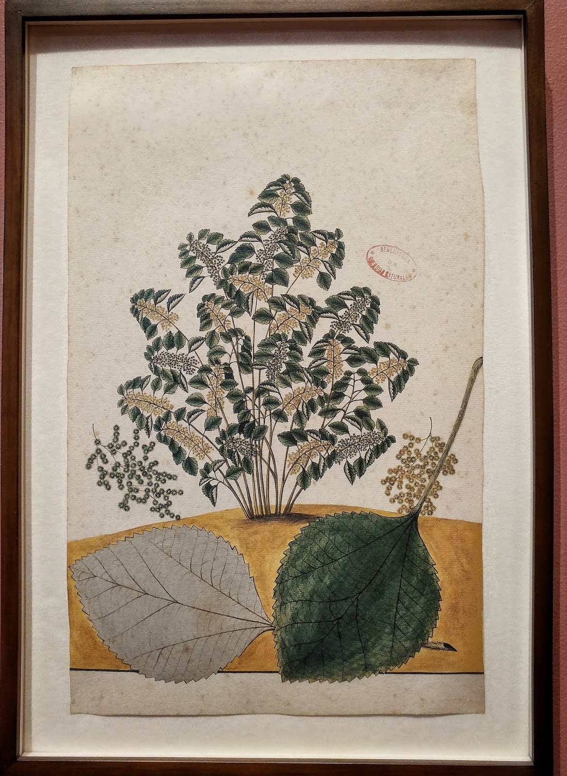 Juan De Cuellar: The 18th Century Botanical Expedition in the Philippines