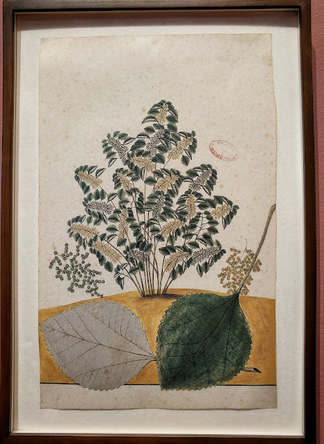 Juan De Cuellar: The 18th Century Botanical Expedition in the Philippines