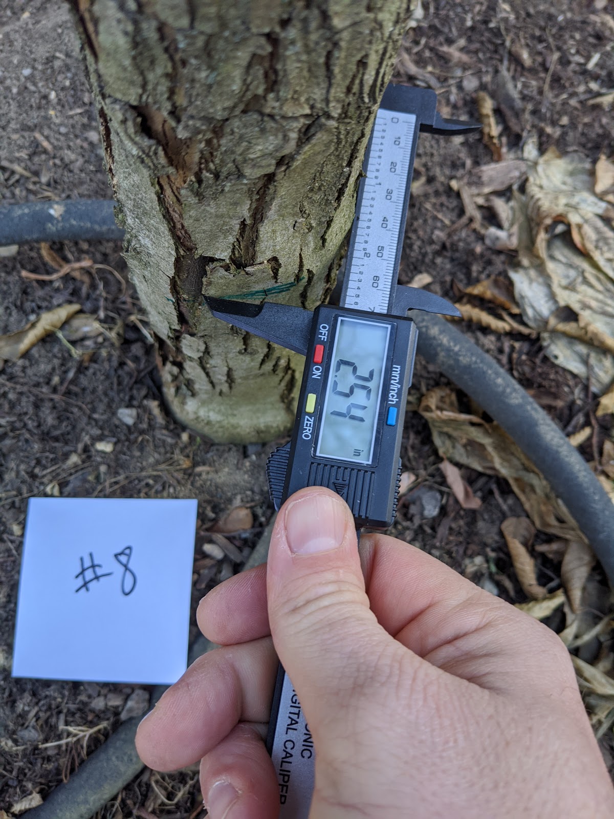 Frans Fontaine Hornbeam Caliper Measurements - January 2020