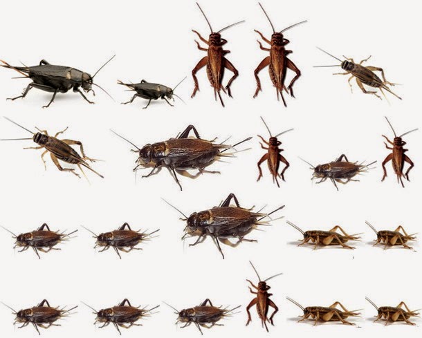 Computer Kids: Pengetahuan Tentang Binatang Jangkrik