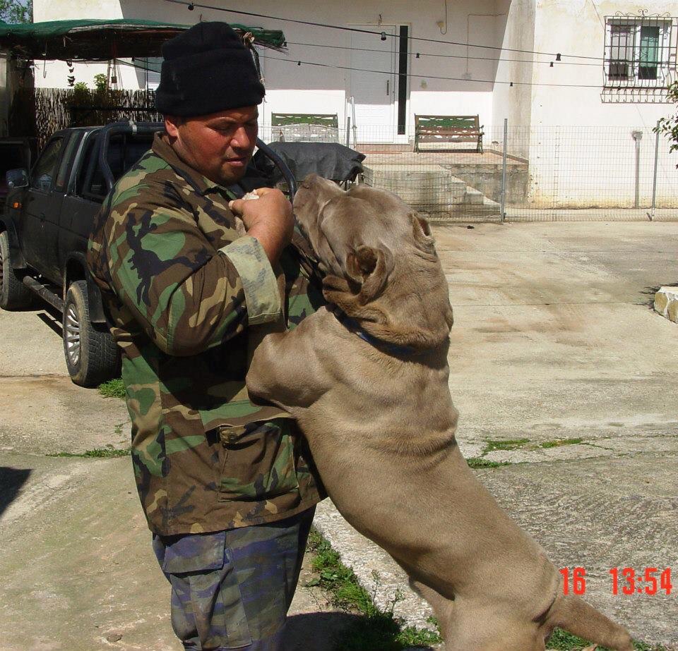 BANDOGFARM REGENCY MASTIFF FROM GREECE