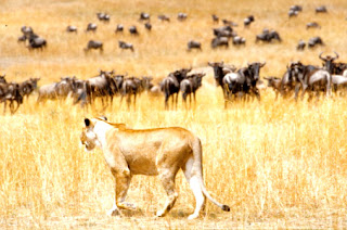 Animalandia: Alimentación del león