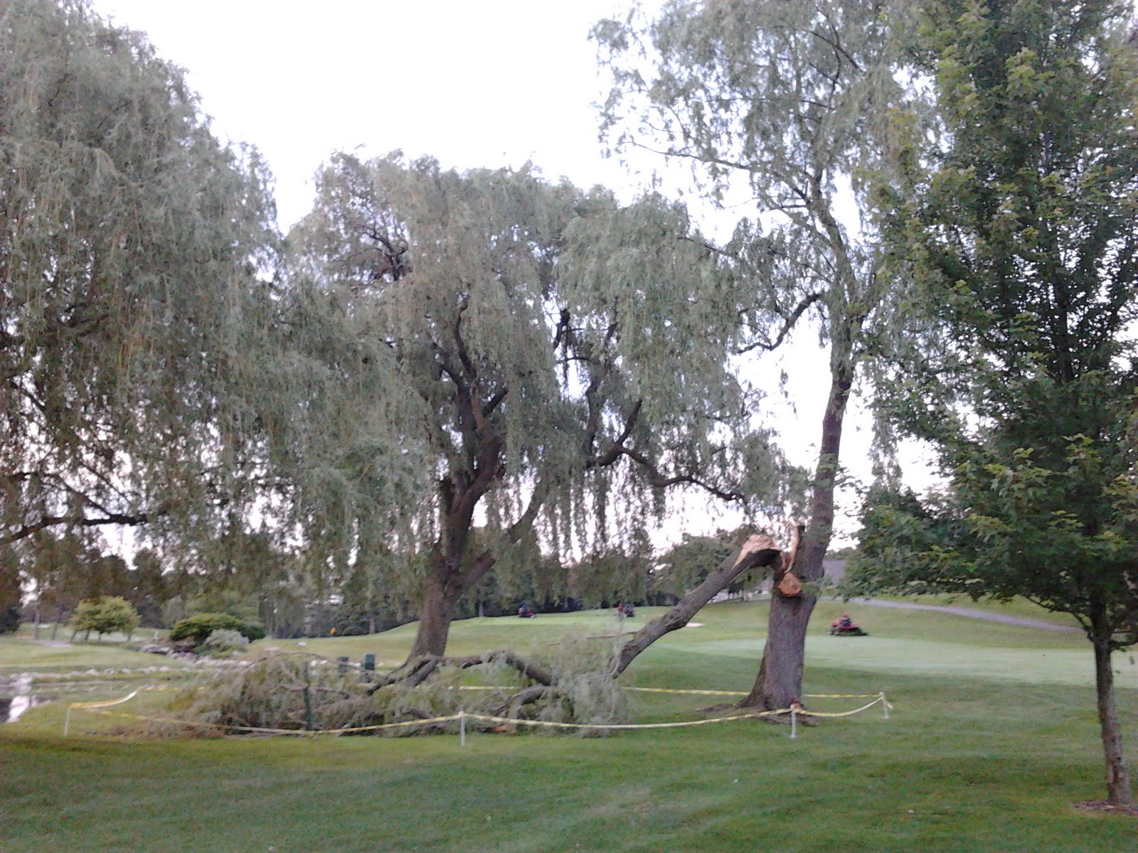 Forest Lake Country Club: Trees
