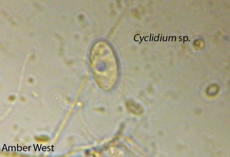 What a Wonderful Microlife