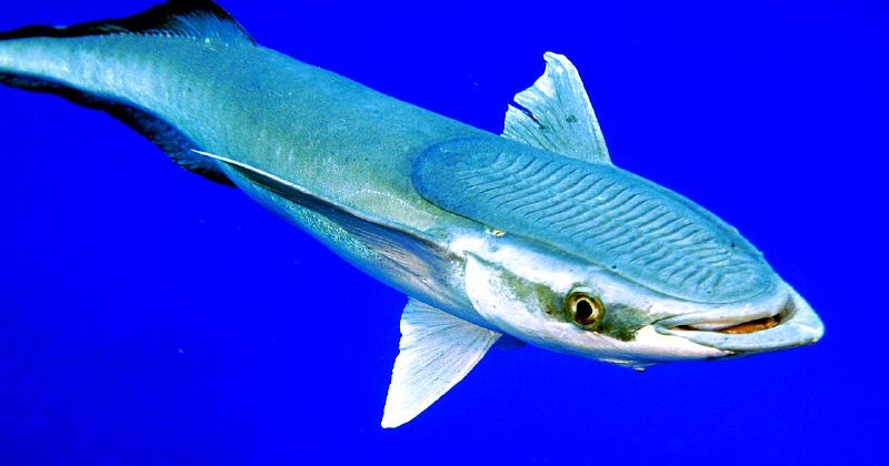Real Monstrosities: Remora