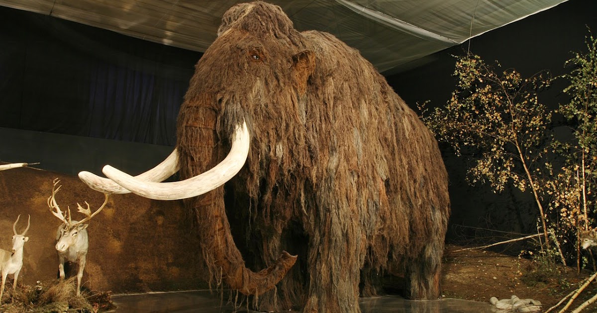 IlcovodiJack: 4678. I mammuth salveranno gli elefanti?