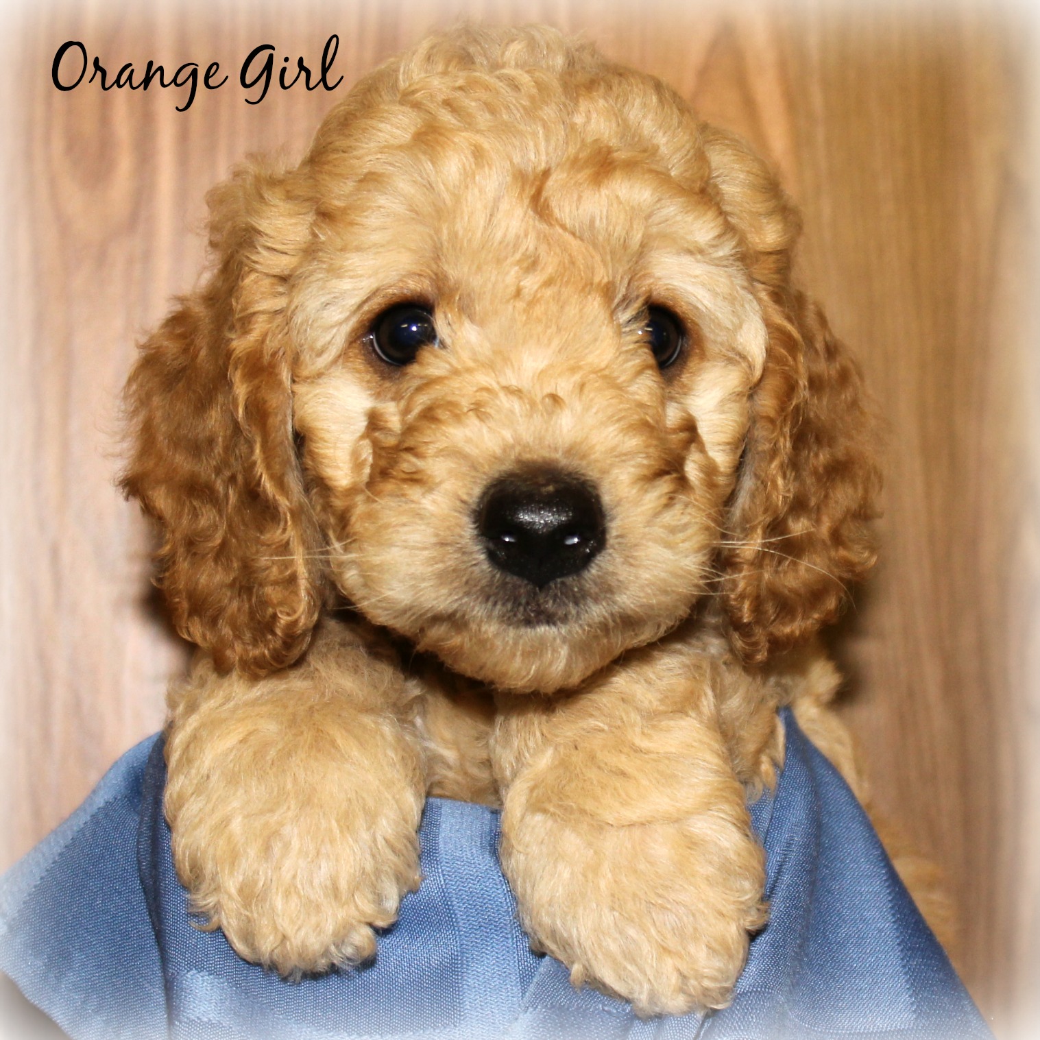 Canadian Doodle Puppies