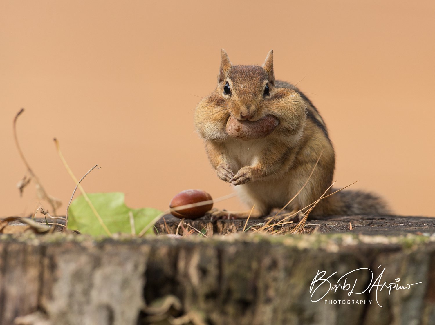 Life Underground: The Secret Life of Chipmunks | Nature Notes Blog