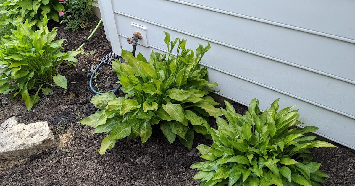 Hosta Moving (Teardown Hostas) by Hose Bib - June 2020
