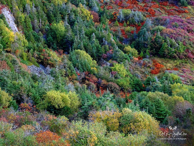 Fall Colors Newfoundland Photo - ArtByJudieAnn