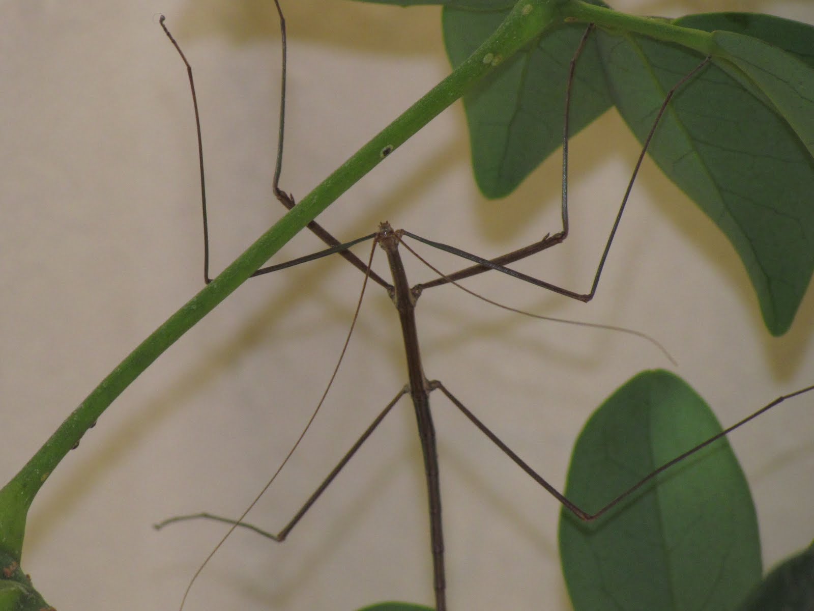 Cosas mías, coses meues: INSECTO PALO