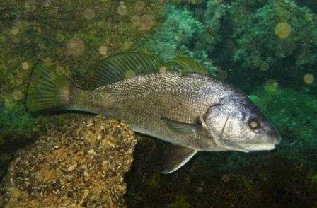 PESCA DAL PORTO: Come Pescare L'Ombrina