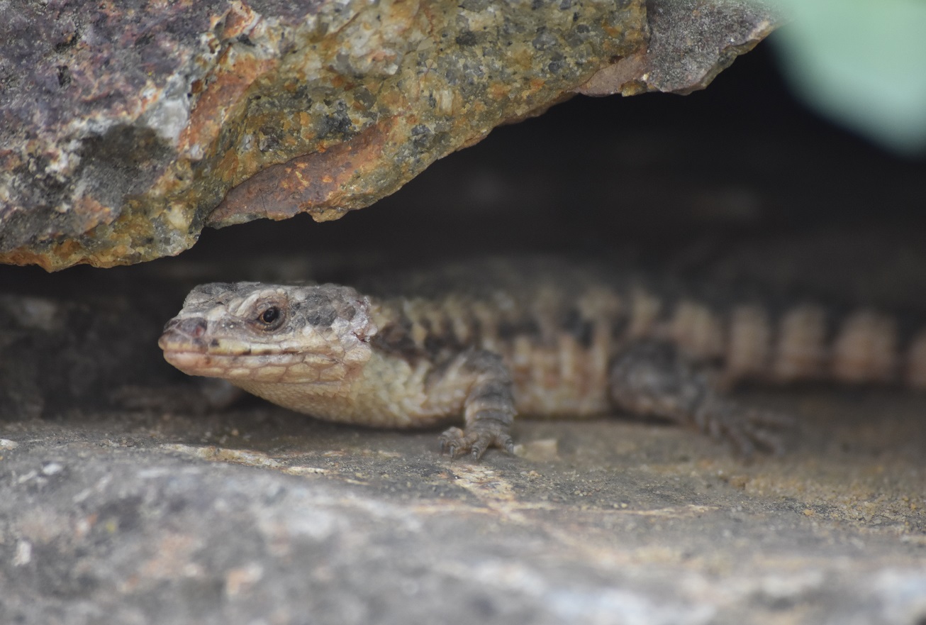 ZOOTOGRAFIANDO (6.096 ANIMALS): LAGARTO ACORAZADO / TROPICAL GIRDLED ...