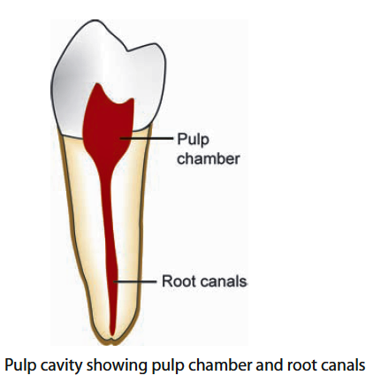 ANATOMY OF PULP CANAL l Preclinical Endodontics MCQs - WikiDentia