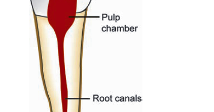ANATOMY OF PULP CANAL l Preclinical Endodontics MCQs - WikiDentia