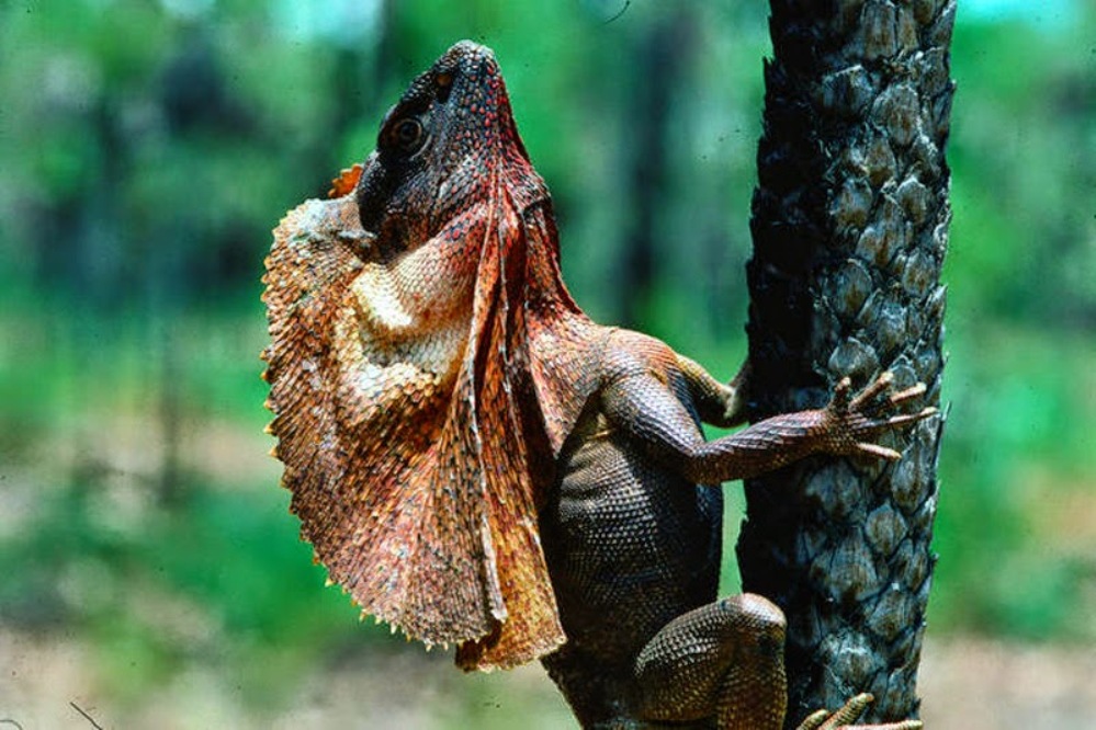 ΚΡΟΣΣΩΤΗ ΣΑΥΡΑ (FRILLED LIZARD) photos - wallpapers (ανανεωμένο) | the ...