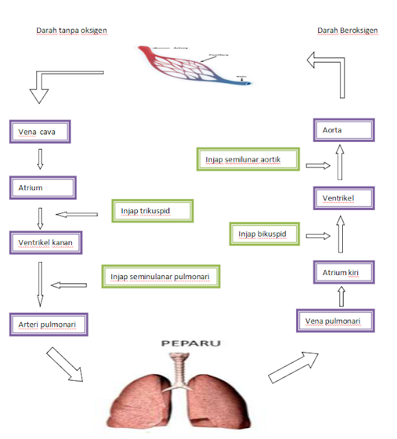 Kitaran kardiak: Kitaran kardiak