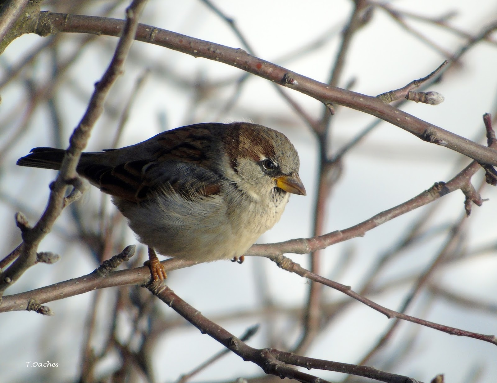 PASARI DIN ROMANIA: VRABIA DE CASA, Passer domesticus