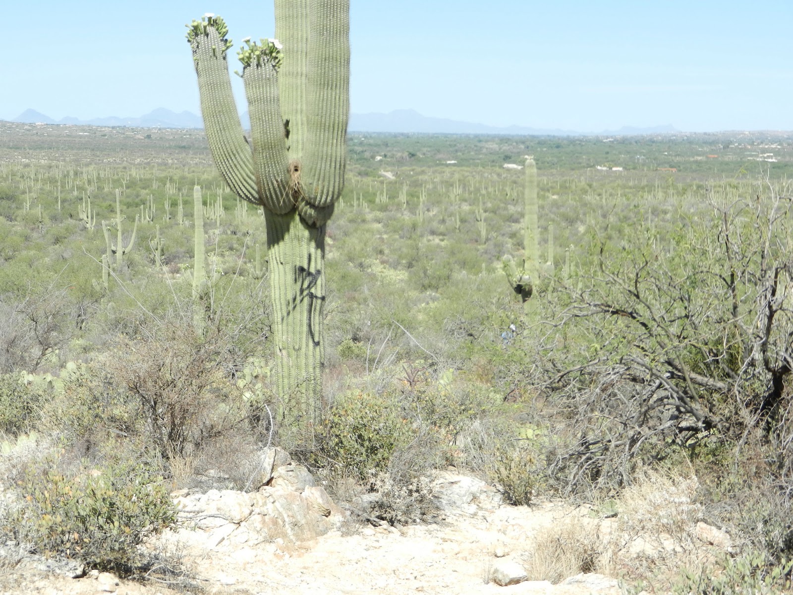Joe Sharkey.com: Vandalism At Saguaro National Park