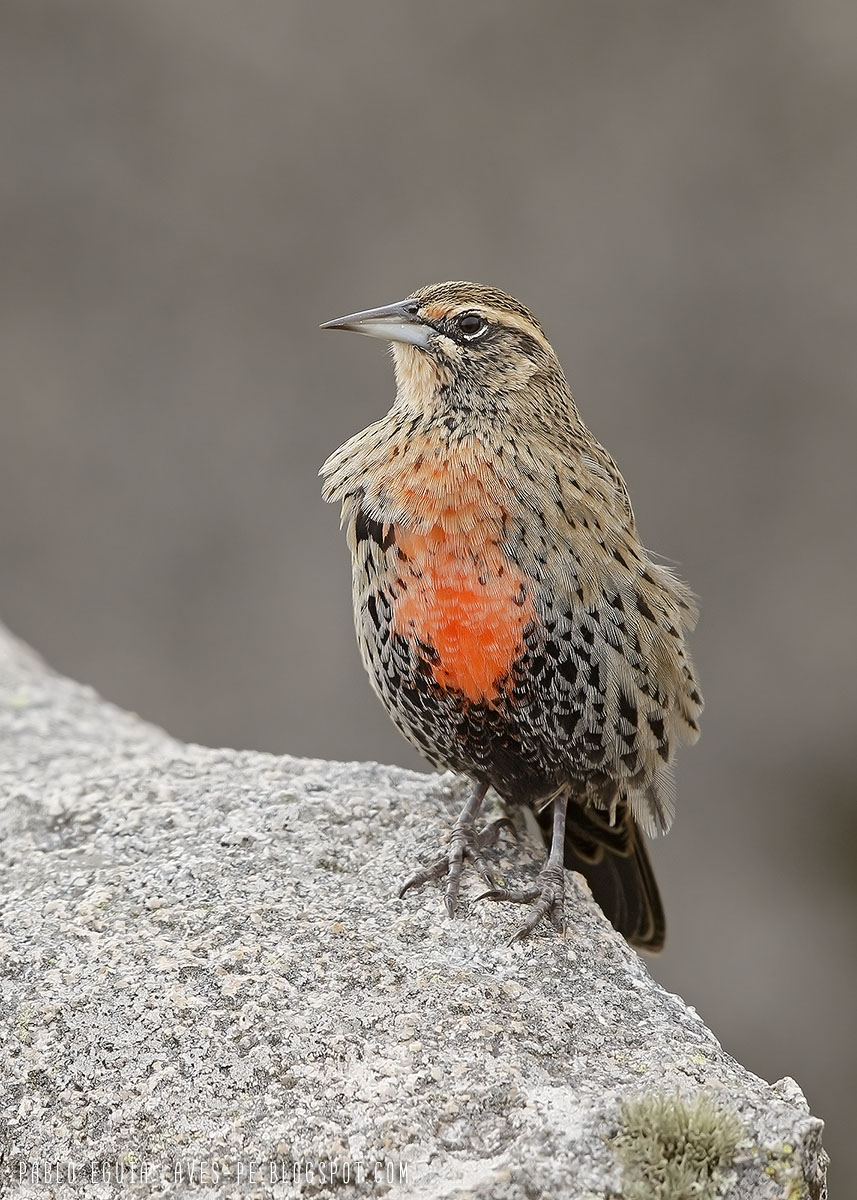 mis fotos de aves: Leistes loyca Loica Long-tailed Meadowlark
