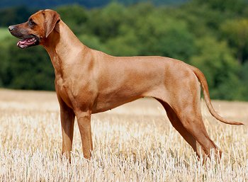 All Dog Breed Information: Rhodesian Ridgeback