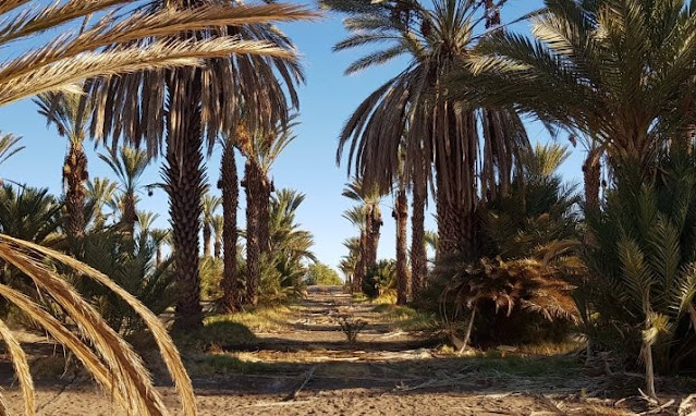 Ingresan al país más de mil 100 palmeras para producir dátiles made in ...