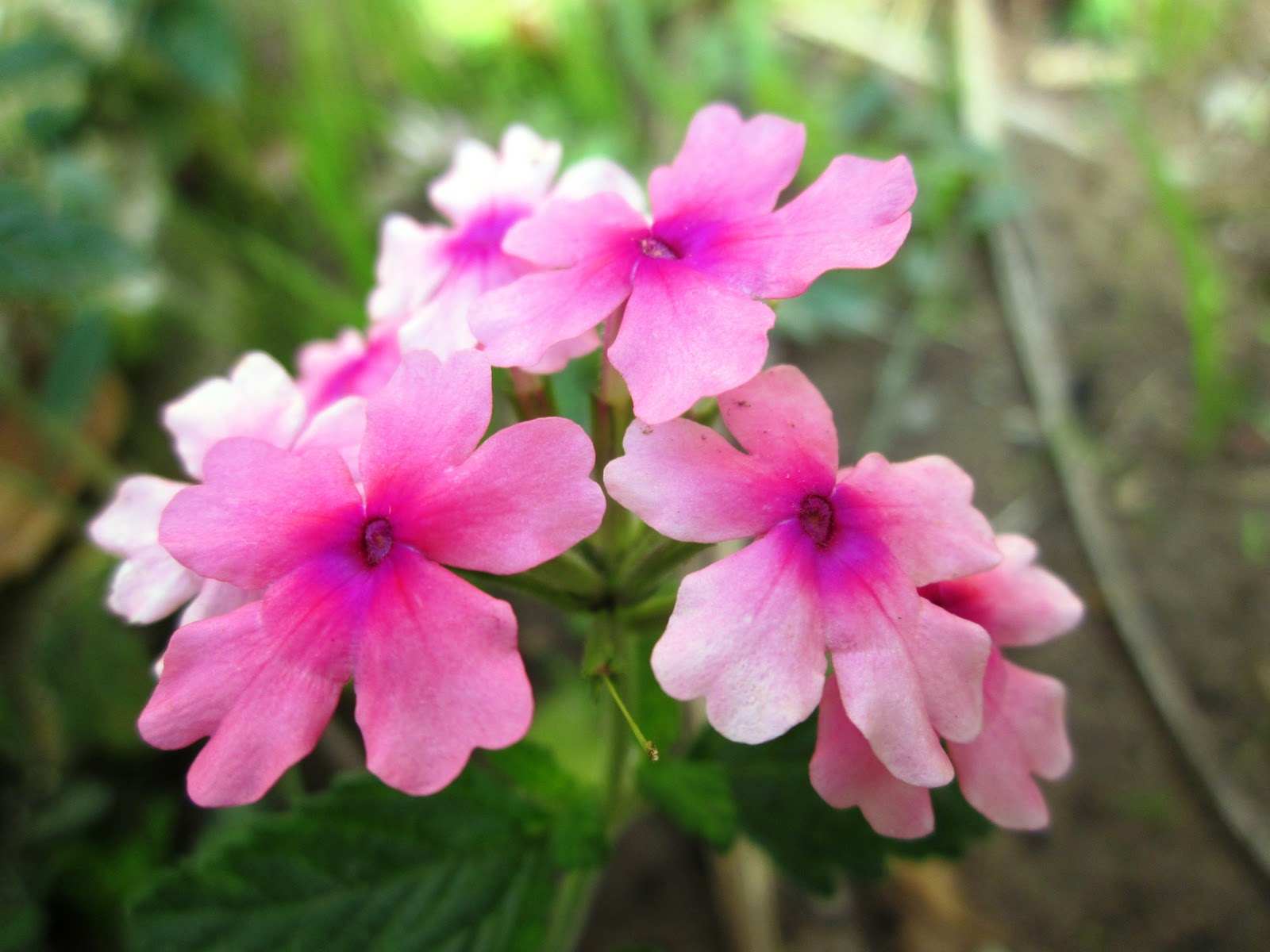 El Poder de la Mente