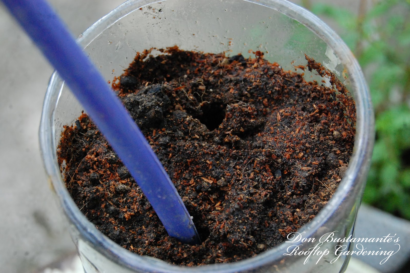 Don Bustamante's Rooftop Garden: How To Plant Pechay In Self Watering ...