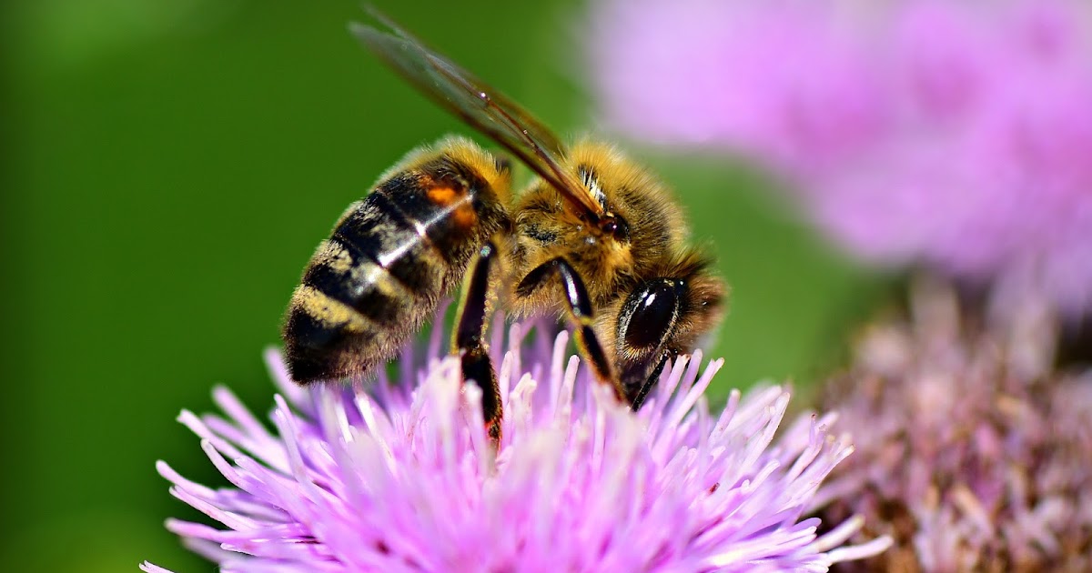 Domowa Klasa: die Biene