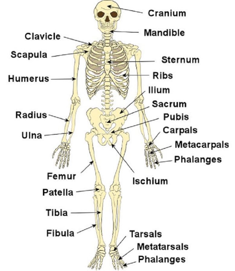 THIRD GRADE B SKELETAL SYSTEM third-grade-b-skeletal-system