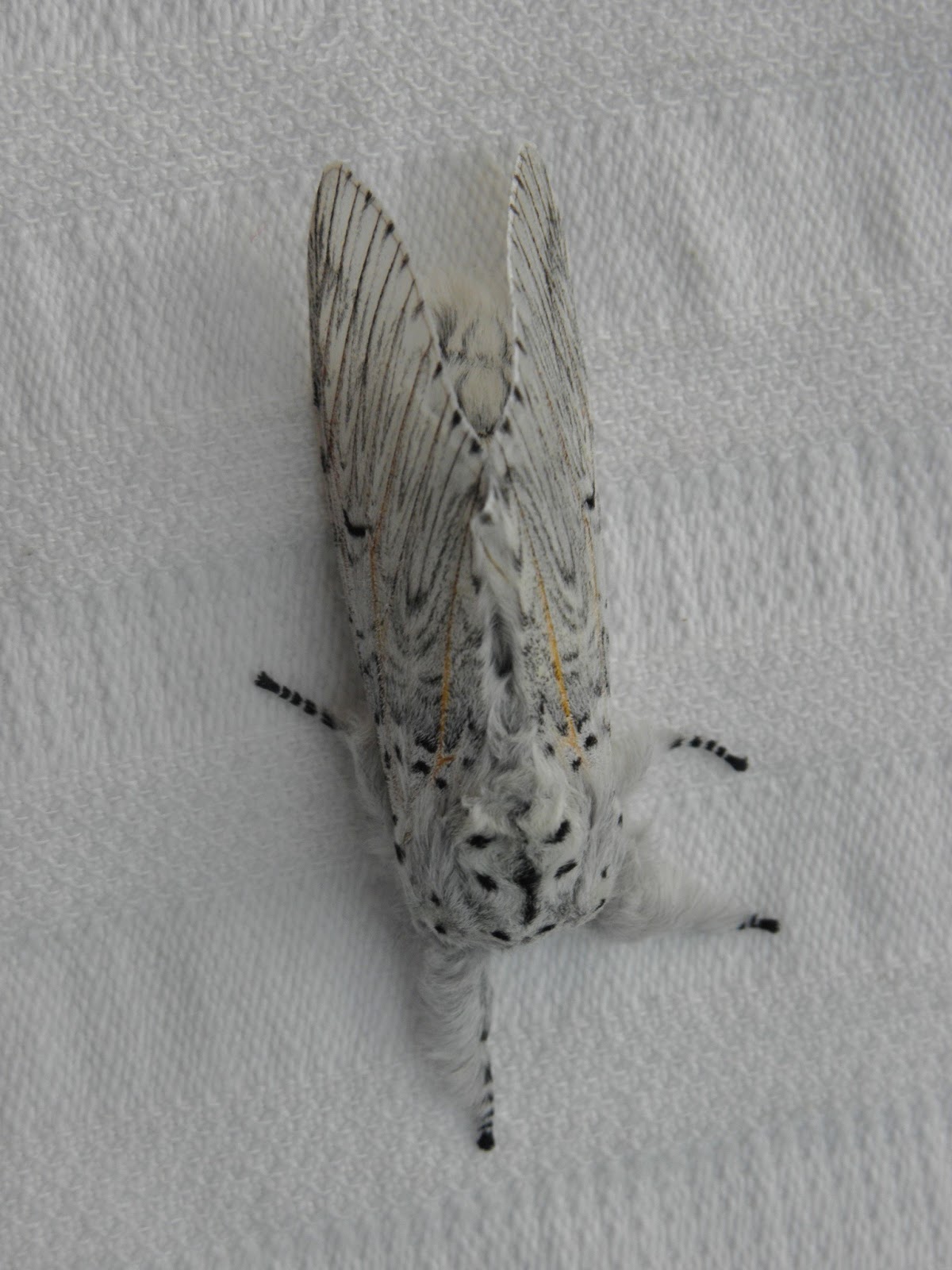 Monmouthshire Moth and Butterfly Group : Stunning Puss Moth