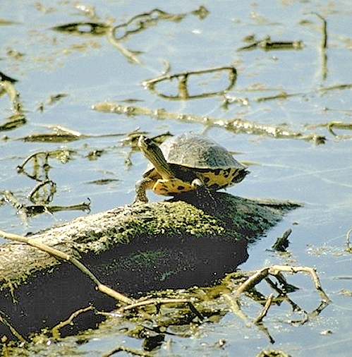 Birding Trips: India 14th February, 1997 to 22nd February, 1997