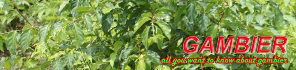 G A M B I E R: what is gambier