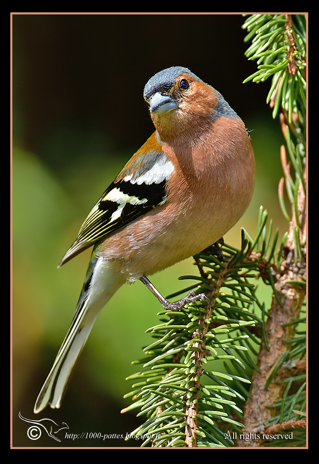 WILDLIFE GATEWAY: Le printemps du Pinson des arbres