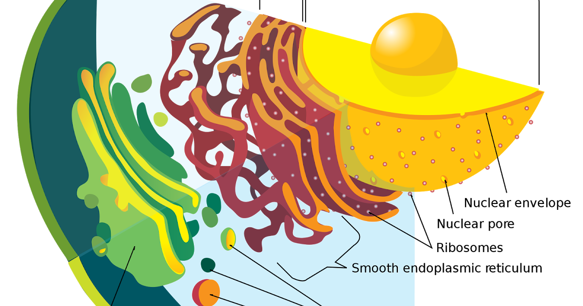 A-Level Biology Revision: THE CELL- Cell strucuture