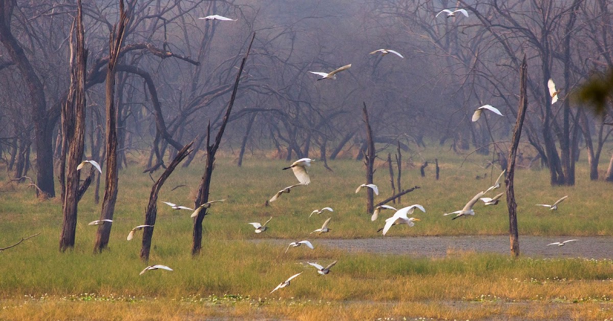 A Walk with Nature: Morning Raga