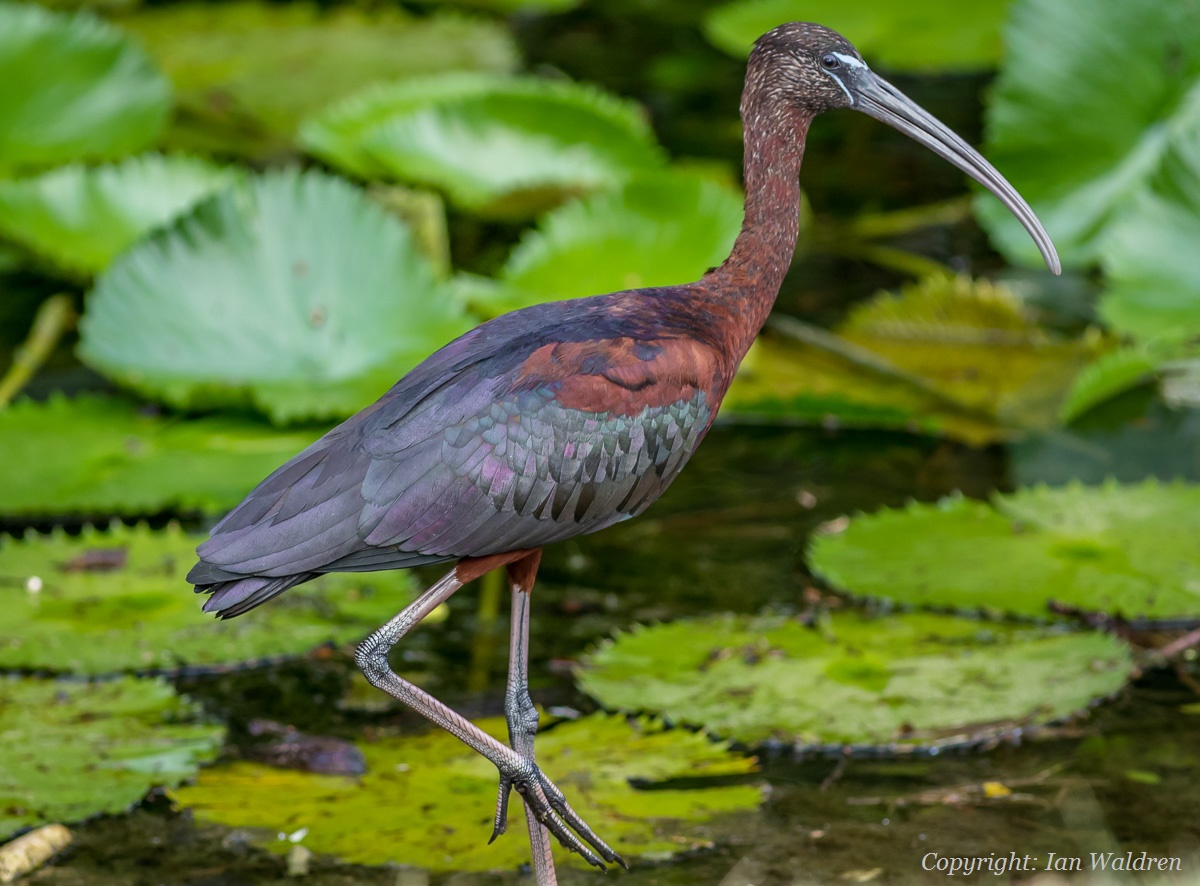 WILD TROPICAL QUEENSLAND: Shore & Water Birds