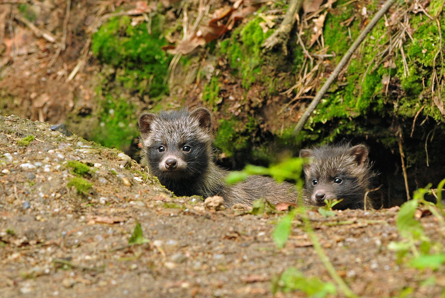 Jenoty - przybysze z Dalekiego Wschodu coraz liczniej występują na ...