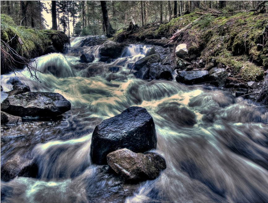 The Forest Cellulose